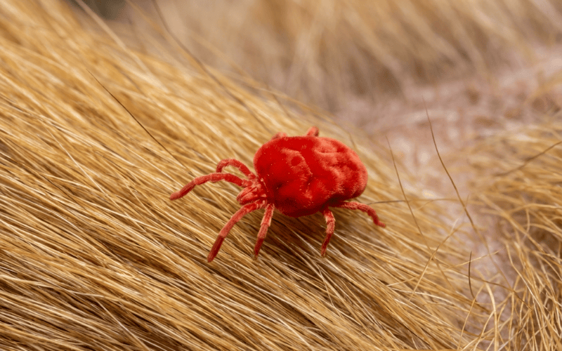 Oogstmijt als onverwachte oorzaak van neurologische klachten bij de ...